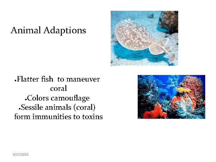 Coral Reef Biome a large naturally occurring community
