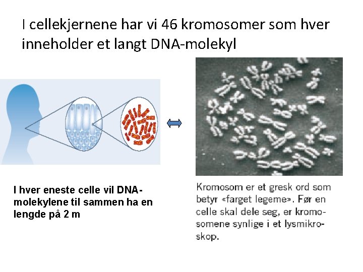 Arv Hva er det som er s viktig