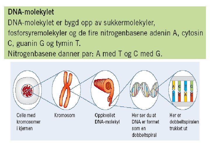 Arv Hva er det som er s viktig