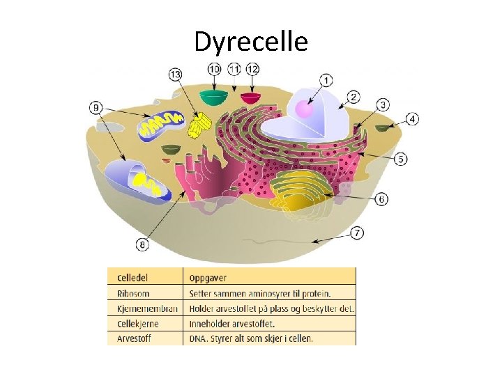 Arv Hva er det som er s viktig