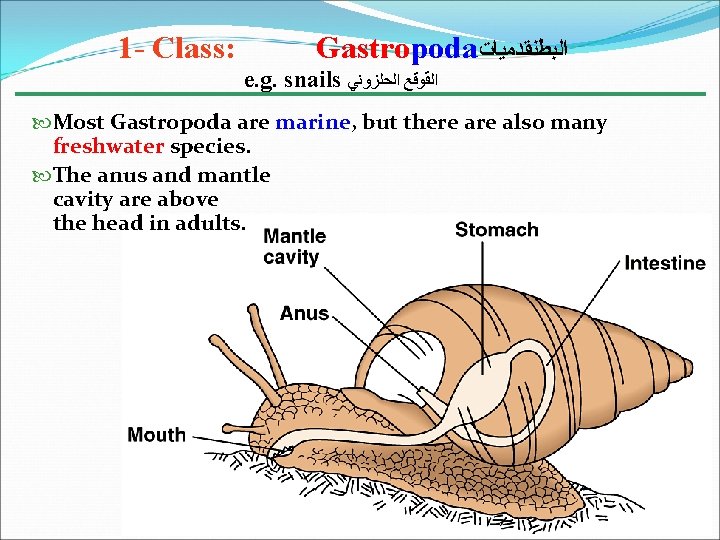 Lecture 16 Animal Classification KINGDOM ANIMALIA DIVISION INVERTEBRATES