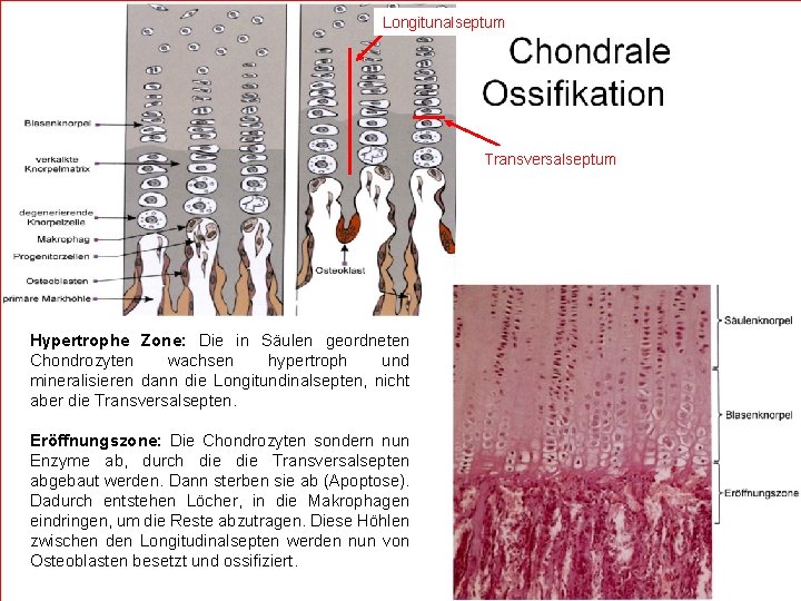 Knochenbildung Knochenumbau Dr Arnold Szab szabo arnoldmed semmelweisuniv