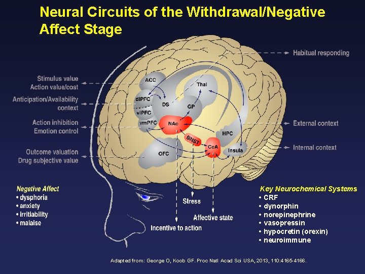 Neurobiology of Addiction The Gain in the Brain