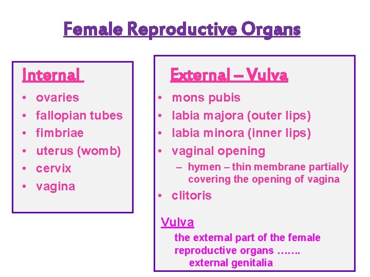 Reproductive System The body system containing the organs