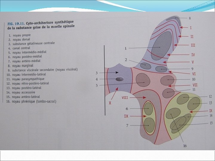 Universitatea de Medicina si Farmacie Iuliu Hatieganu ClujNapoca