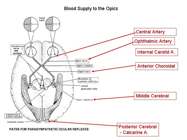 LAB 7 VISION EYEBALL MOVEMENT AND BALANCE SYSTEMS