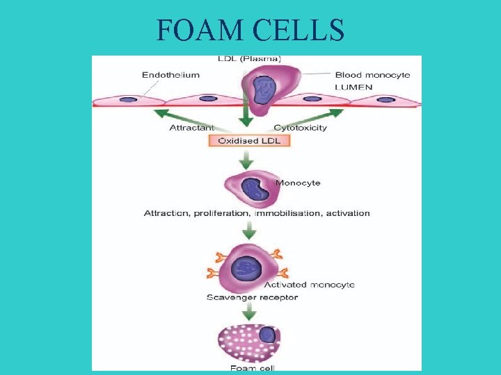 30415 ATHEROSCLEROSIS Dr Ksheera Cariappa Assistant professor ...