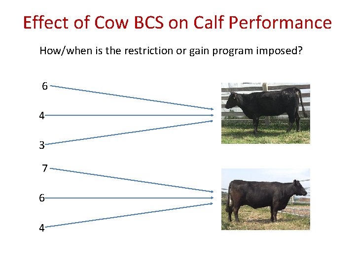 Body Condition Score and Breeding Back Steven E