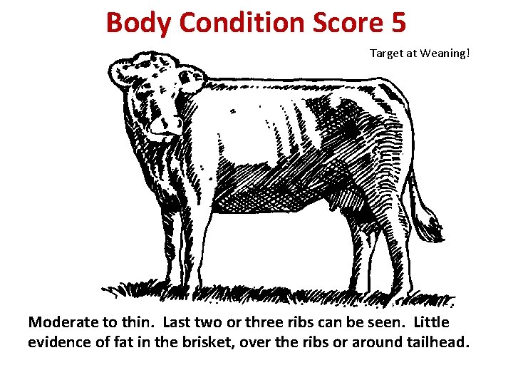 Body Condition Score and Breeding Back Steven E