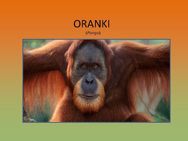 ORANKI Pongo LUOKITTELU Orangit luokitellaan taksonomisesti seuraavasti ...