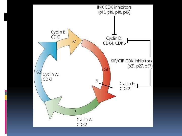 Honors Biology Chapter 10 Section 3 SC B2