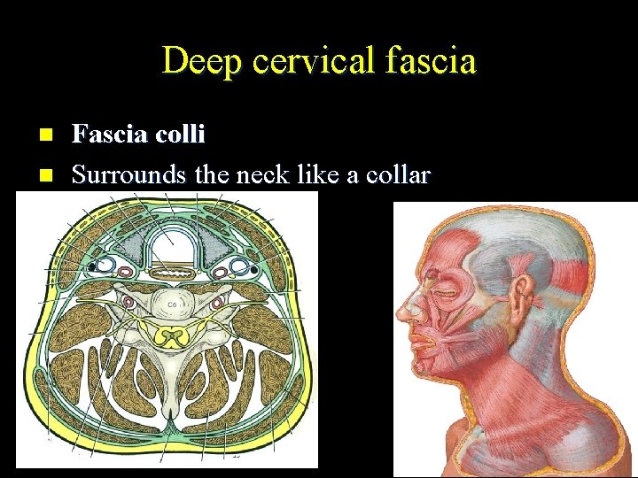 Good morning Deep Cervical Fascia DR QUDSIA SULTANA