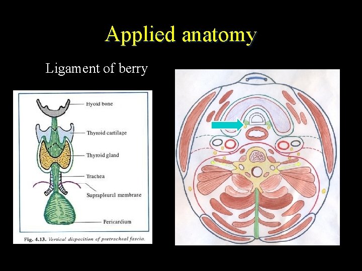 Good morning Deep Cervical Fascia DR QUDSIA SULTANA
