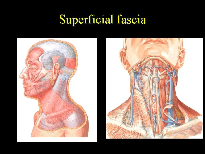 Good morning Deep Cervical Fascia DR QUDSIA SULTANA