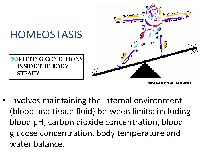HOMEOSTASIS KEEPING CONDITIONS INSIDE THE BODY STEADY http