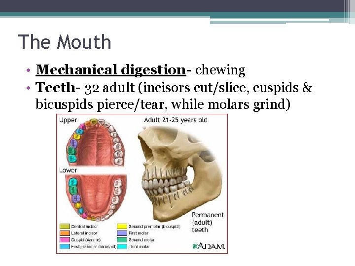 The Digestive System Forms of Digestion The Mouth