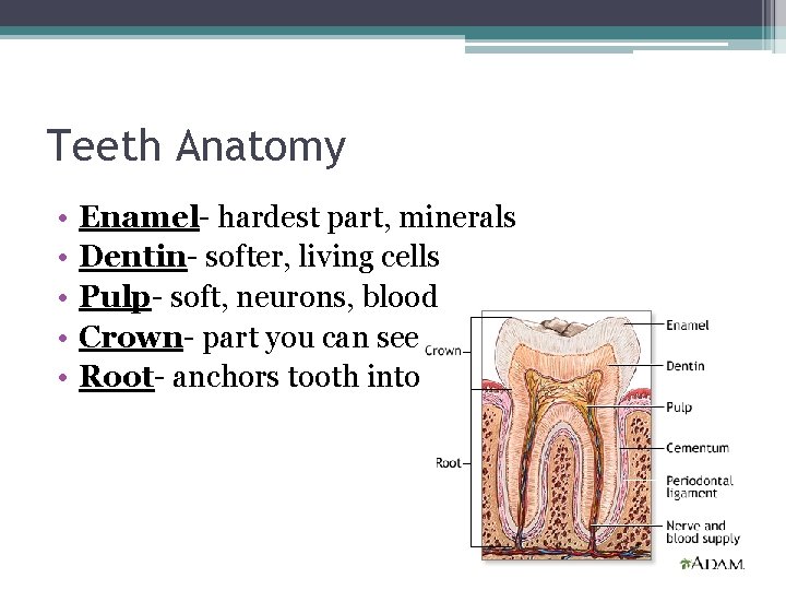 The Digestive System Forms of Digestion The Mouth