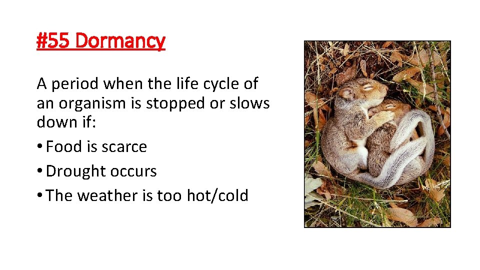 55 Dormancy A period when the life cycle