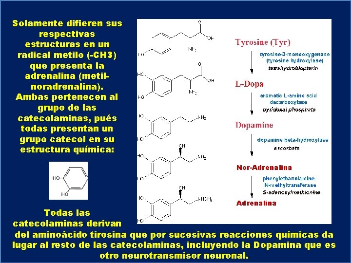 ADRENALINA Y NORADRENALINA FARMACOLOGA DE LOS RECEPTORES ADRENRGICOS