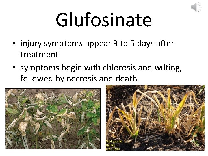 Glufosinate Glufosinate Also known as phosphinothricin Bayer Introduced