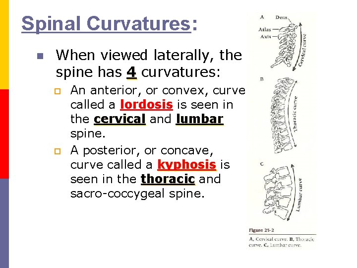 ROP Sports Medicine BONES OF THE SPINE Introductory