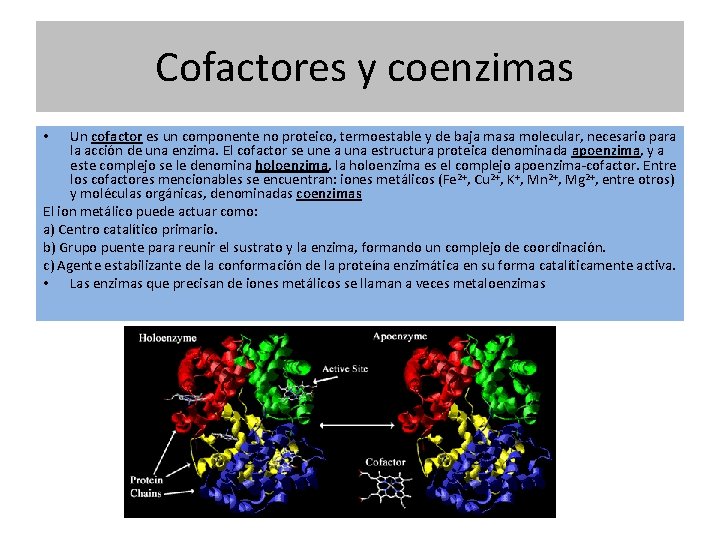 ENZIMAS Las enzimas son molculas de naturaleza proteica