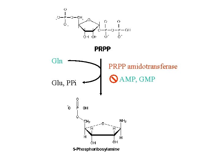 Nucleotide Metabolism Pathways in nucleotide metabolism De novo
