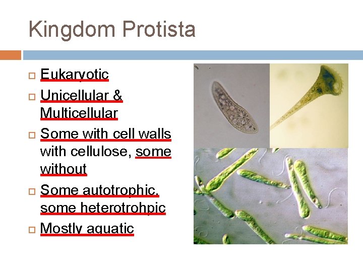 KINGDOM PROTISTA Unit 2 Biodiversity Kingdom Protista Eukaryotic