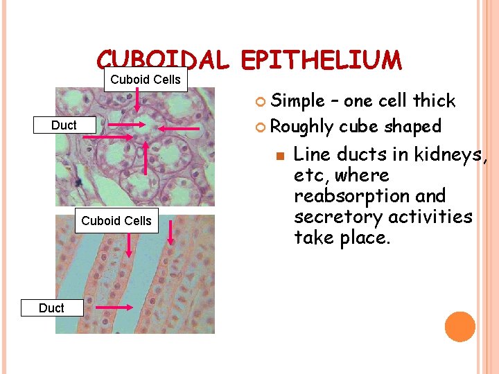 HUMAN BODY SYSTEMS UNIT 1 2 1 Tissue
