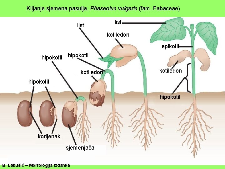 STABLO biljni organ radijalne simetrije i neogranienog rastenja