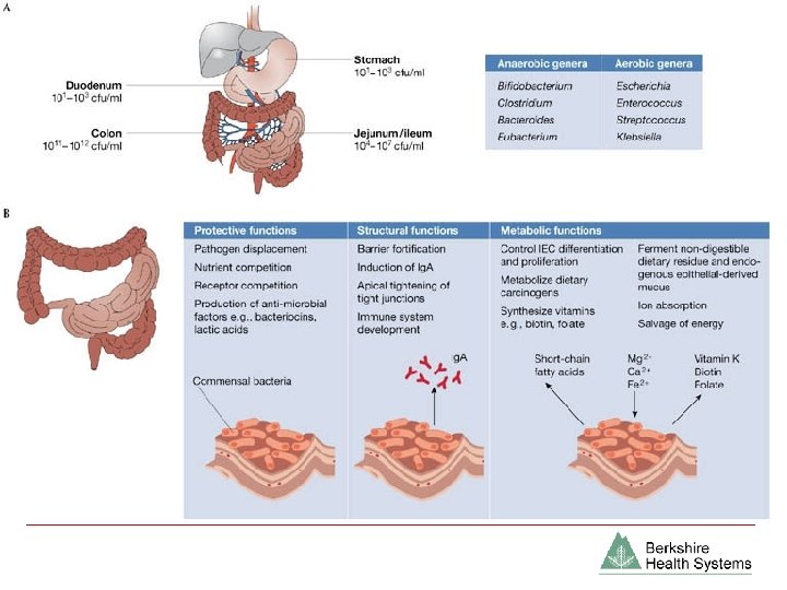 Gastrointestinal Balance Managing Leaky Gut Mark Pettus MD
