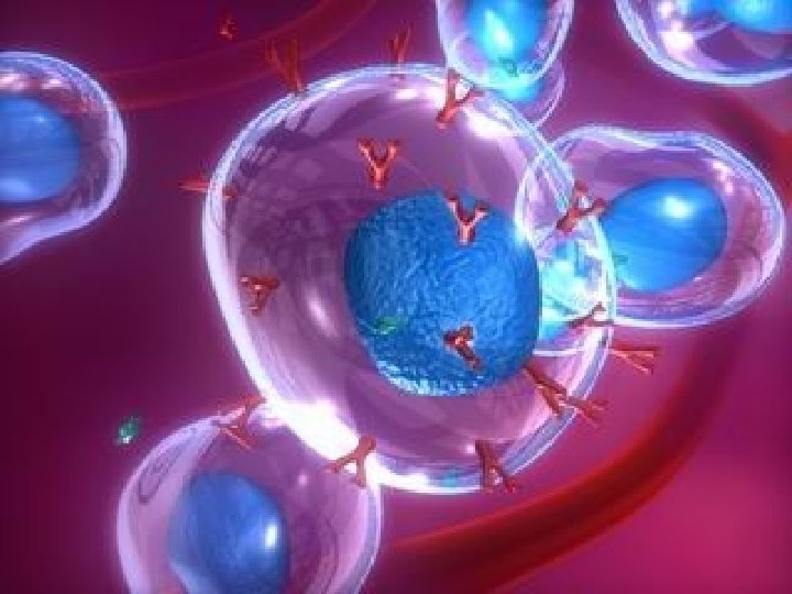 Nasal mucosal hyperreactive rhinopathy Allergic Rhinitis AR PerennialPAR