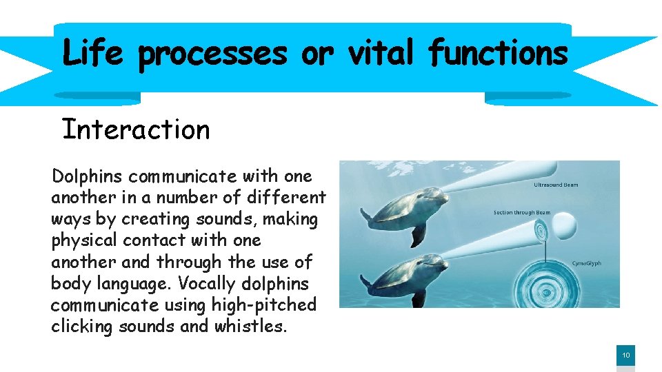 Living things project Dolphin 1 Cells Dolphins are