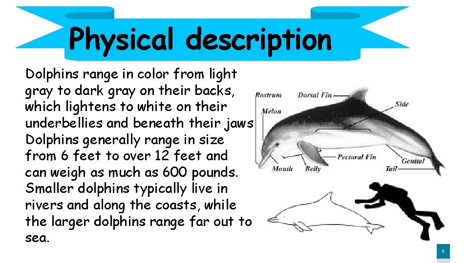 Living things project Dolphin 1 Cells Dolphins are