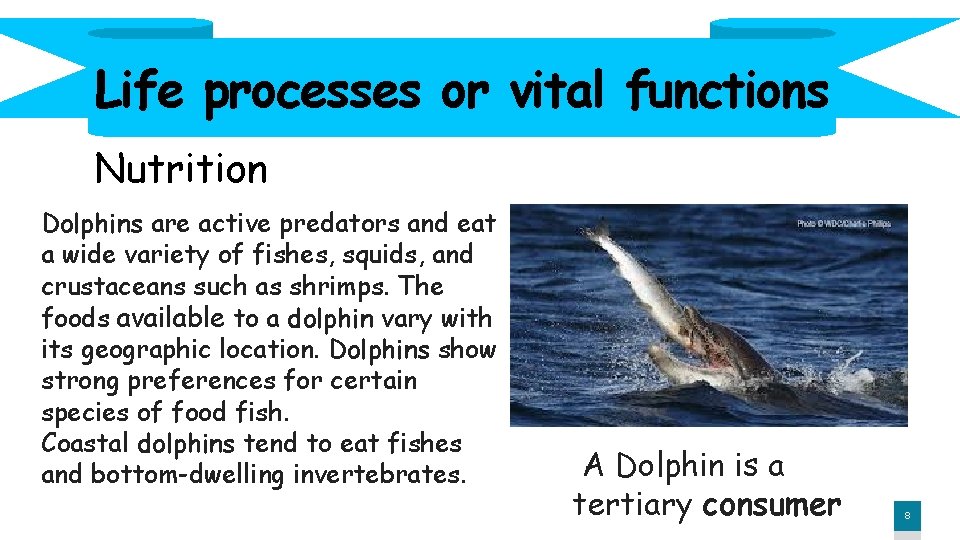Living things project Dolphin 1 Cells Dolphins are