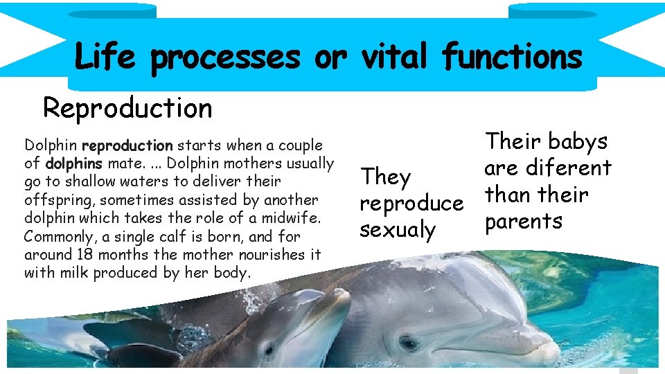 Living things project Dolphin 1 Cells Dolphins are