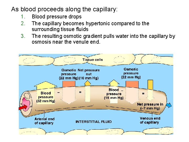 Lymphatic System The exchange of substances between the