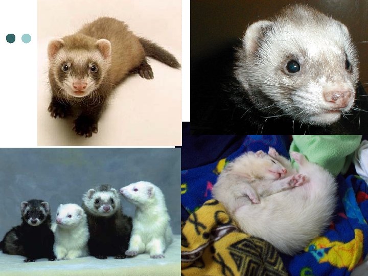 Ferret Relatives The domestic ferret is a member