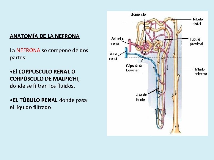 El Aparato Urinario esta formado por Los 2