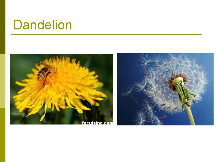 Reproduction in ANGIOSPERMS The flowering plants Overview of