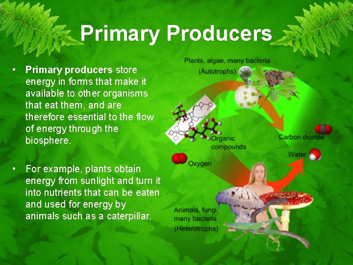 3 2 Energy Producers and Consumers Primary Producers