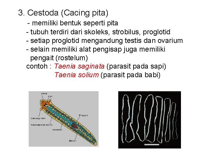 3 PLATYHELMINTHES CIRICIRI PLATYHELMINTHES Bentuk tubuh pipih simetri
