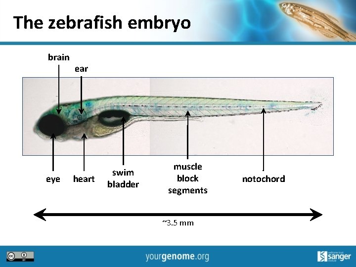 Zebrafish in genome research Can you spot the
