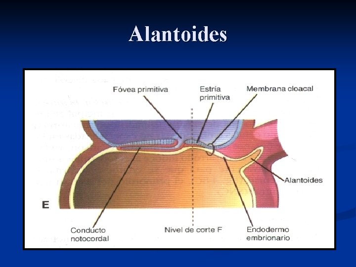 Embriologa Desarrollo SISTEMA URINARIO Mesodermo intermedio Sistema ...