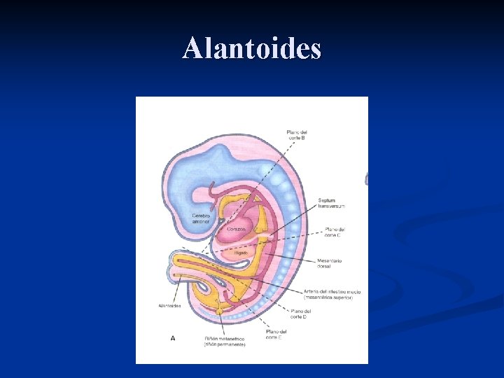 Embriologa Desarrollo SISTEMA URINARIO Mesodermo intermedio Sistema ...