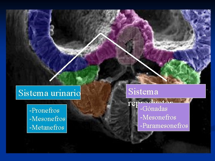 Embriologa Desarrollo SISTEMA URINARIO Mesodermo intermedio Sistema ...
