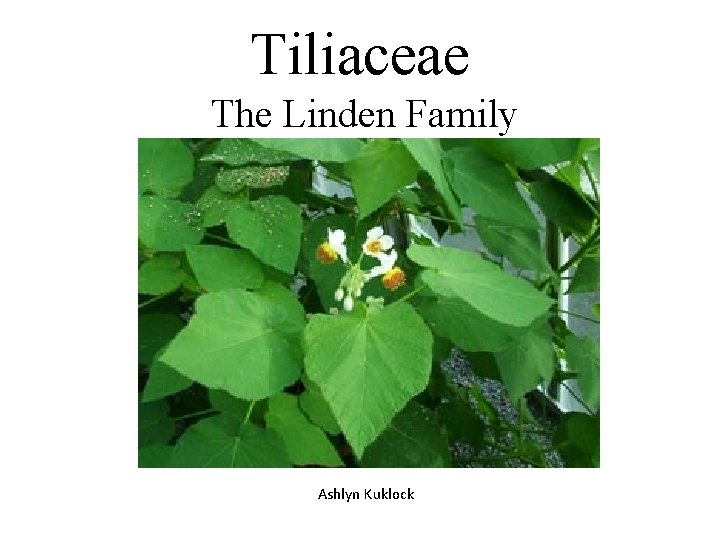 Tiliaceae The Linden Family Ashlyn Kuklock Tiliaceae Are