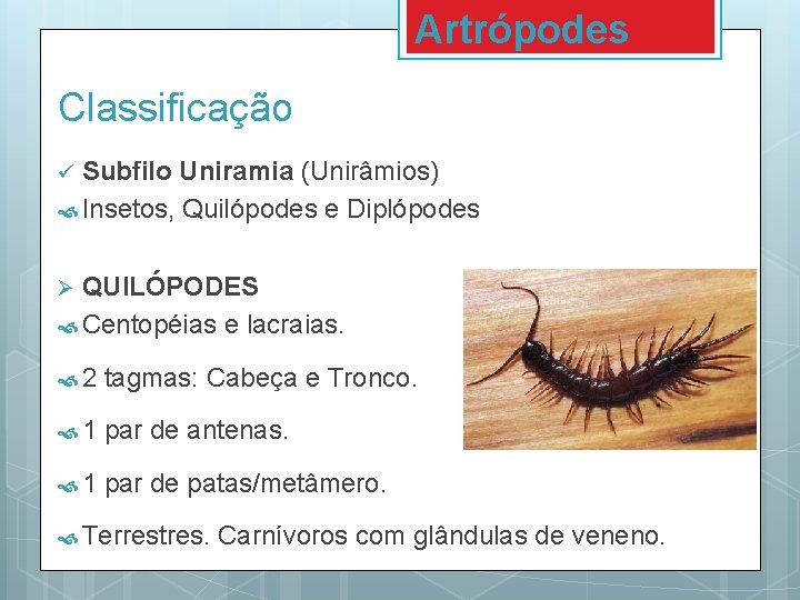 Artrpodes e Equidodermos Artrpodes Artrpodes Introduo Filo Arthropoda