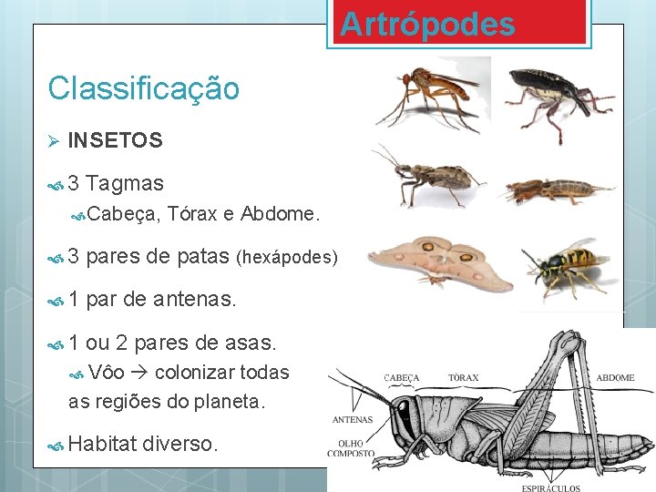 Artrpodes e Equidodermos Artrpodes Artrpodes Introduo Filo Arthropoda