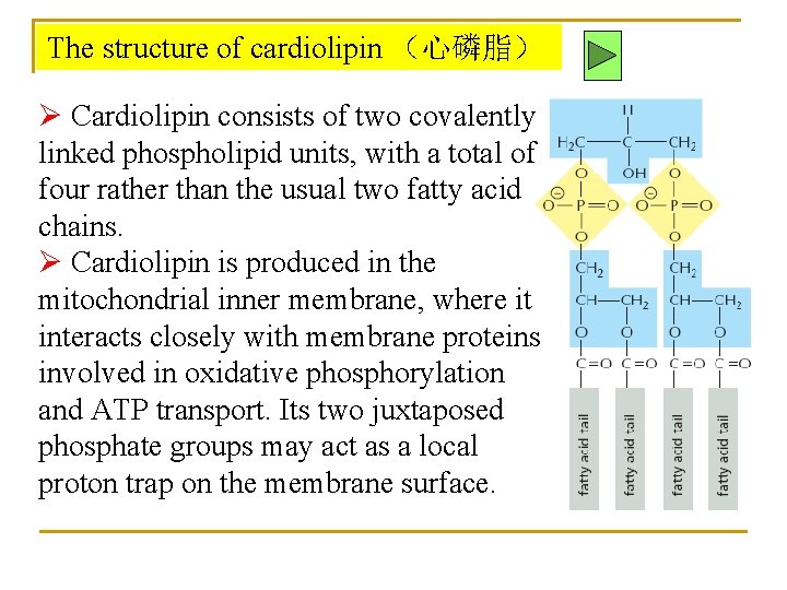 Chapter 6 by Tian Keli Dept of Biochemistry